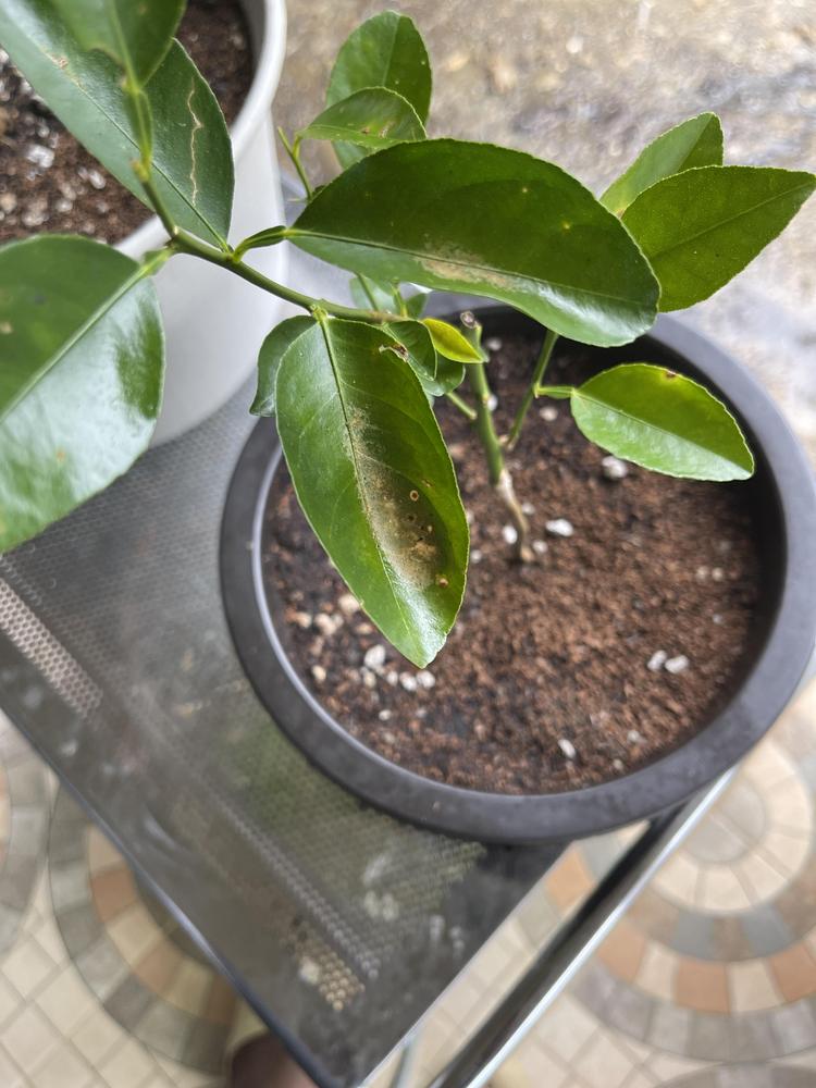 Key lime Leaf Disease or Pests? in the Ask a Question forum - Garden.org