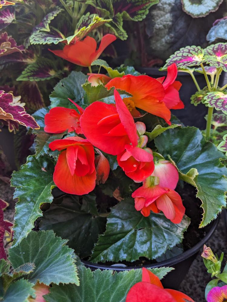 Photo of the entire plant of Begonia Nonstop™ Sunset posted by Joy ...