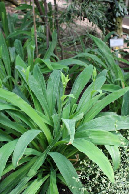 Photo of the entire plant of New Zealand Rock Lily (Arthropodium ...