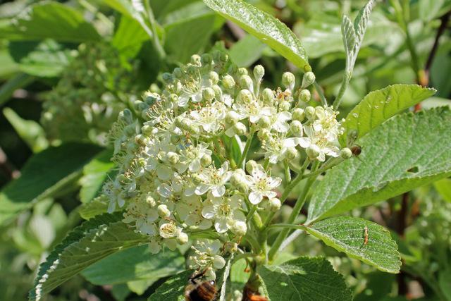 Photo of the bloom of Whitebeam (Aria edulis) posted by RuuddeBlock ...