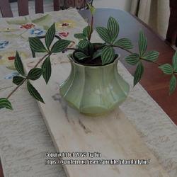 Parallel Peperomia (Peperomia tetragona) - Garden.org