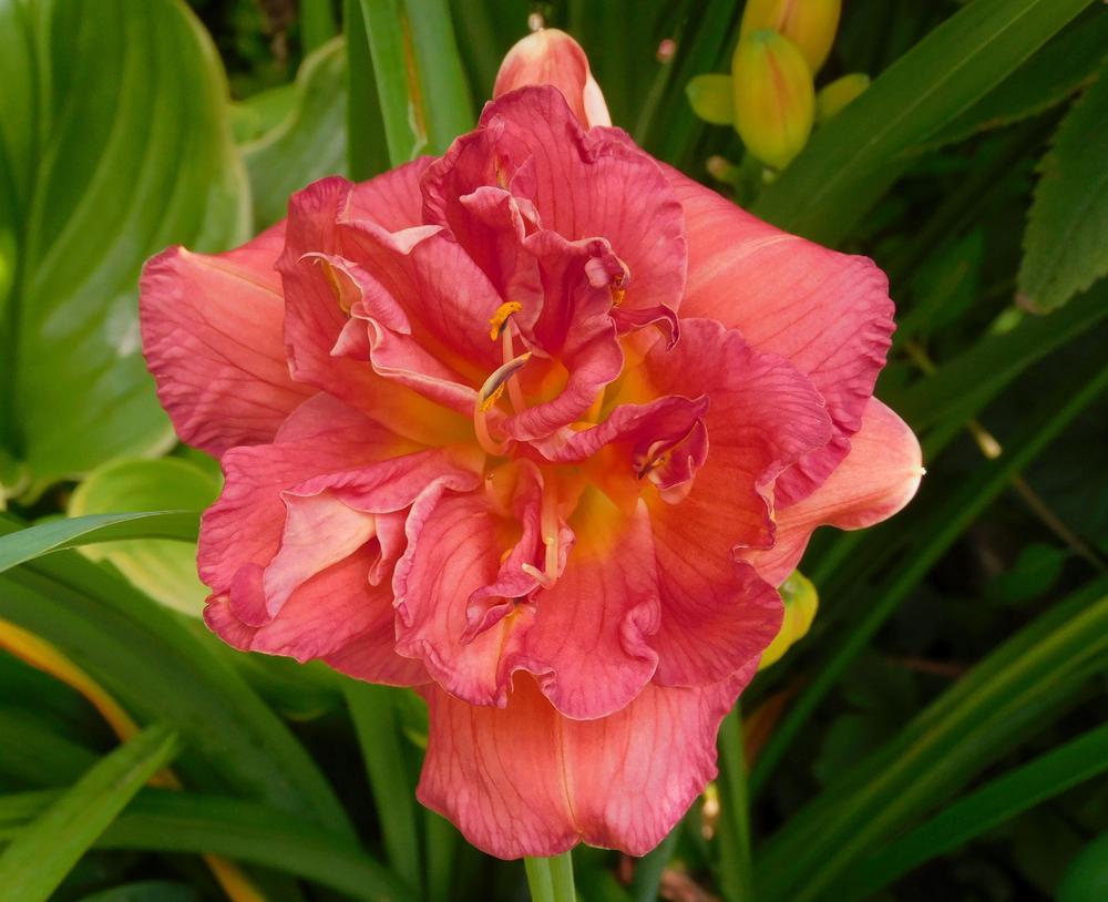 Photo of the bloom of Daylily (Hemerocallis 'Double Intrigue') posted by adknative - Garden.org