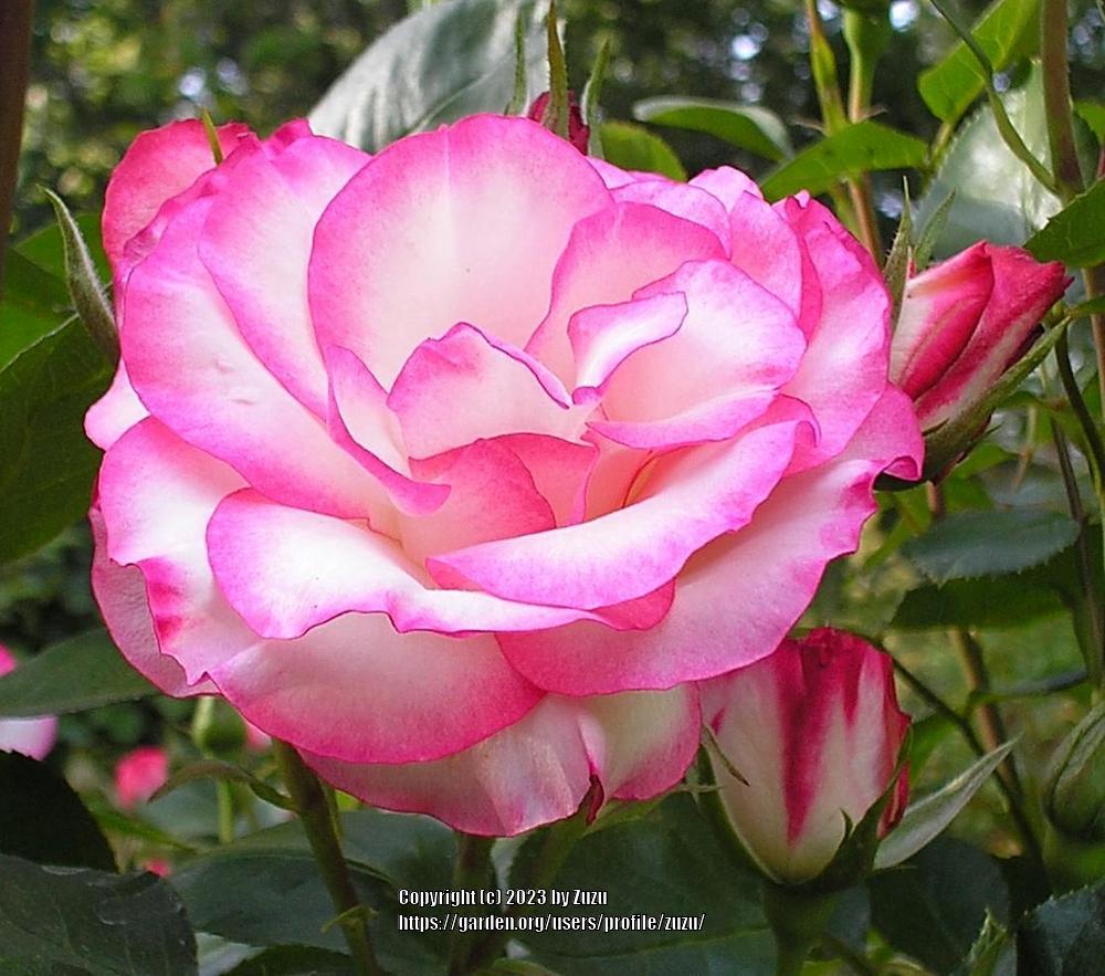 Rose (Rosa 'Tabris') in the Roses Database - Garden.org