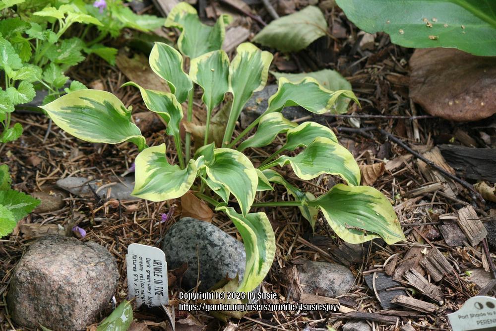 Hosta 'Wrinkle In Time' in the Hostas Database - Garden.org