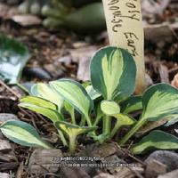 Hosta 'Holy Mouse Ears' in the Hostas Database - Garden.org
