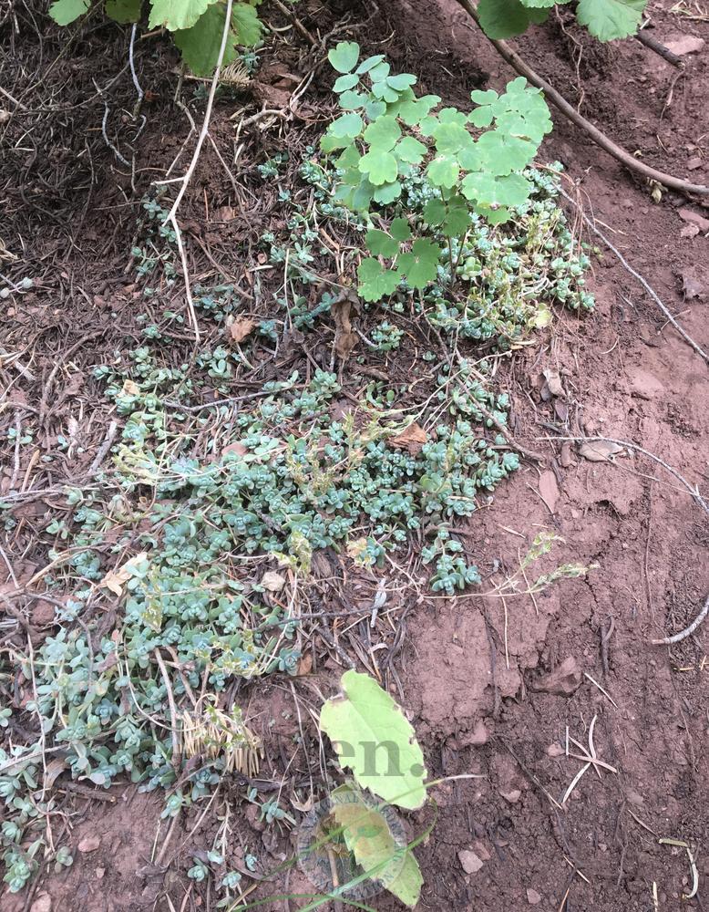 Photo of the habitat view of Orpine Stonecrop (Sedum debile) posted by ...