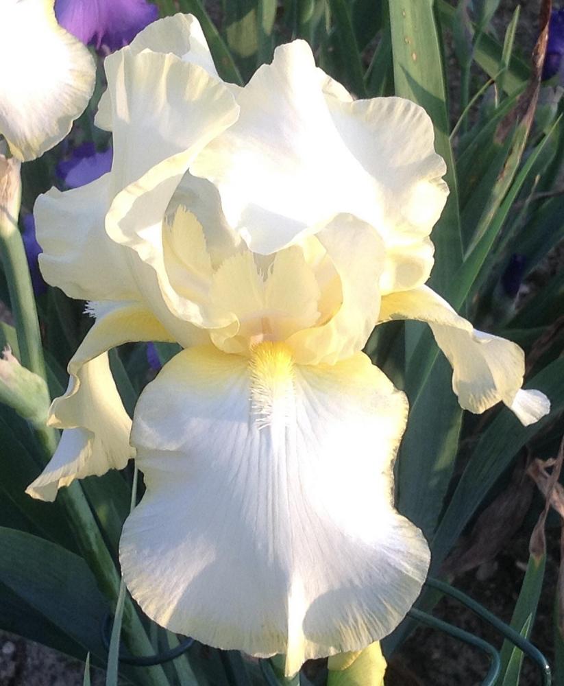 Tall Bearded Iris (Iris 'Antique Ivory') in the Irises Database ...