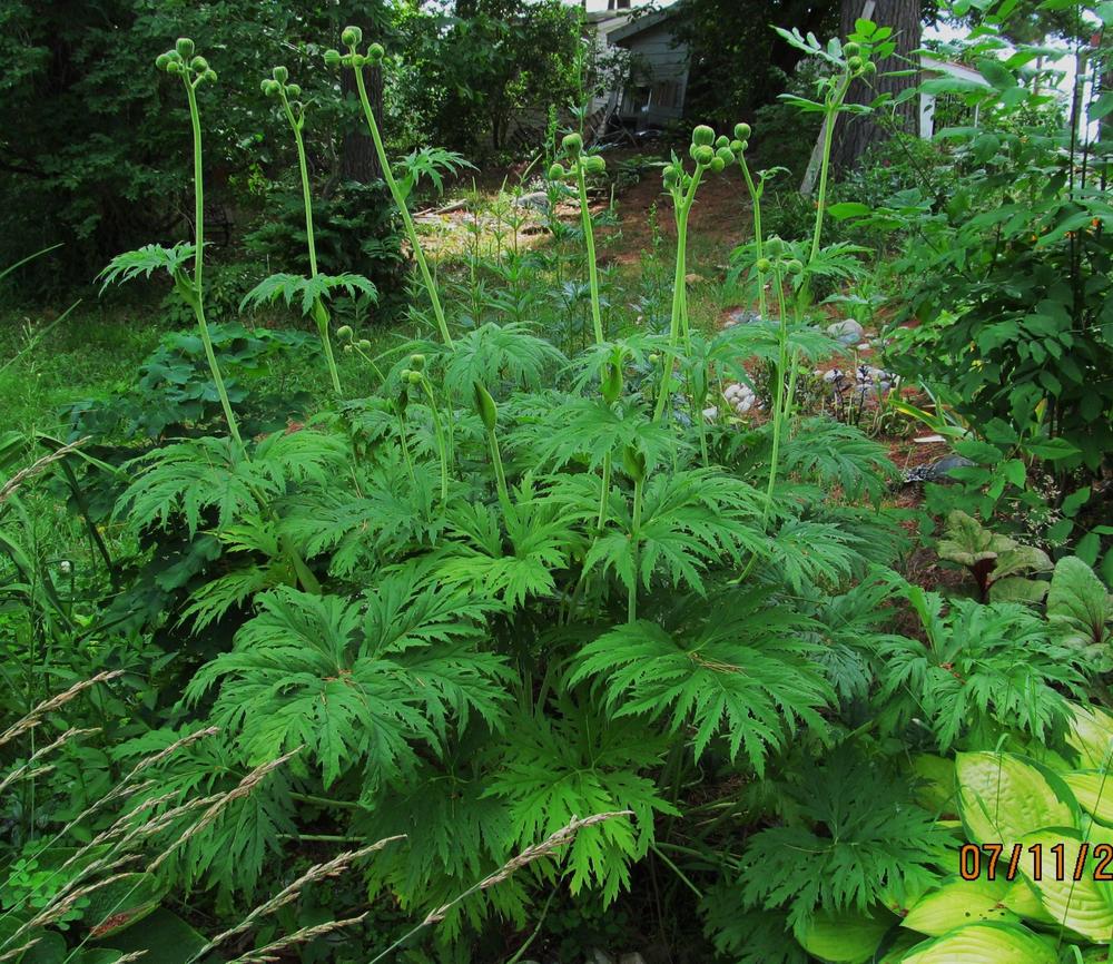 Leopard Plant (Ligularia japonica) in the Ligularias Database - Garden.org