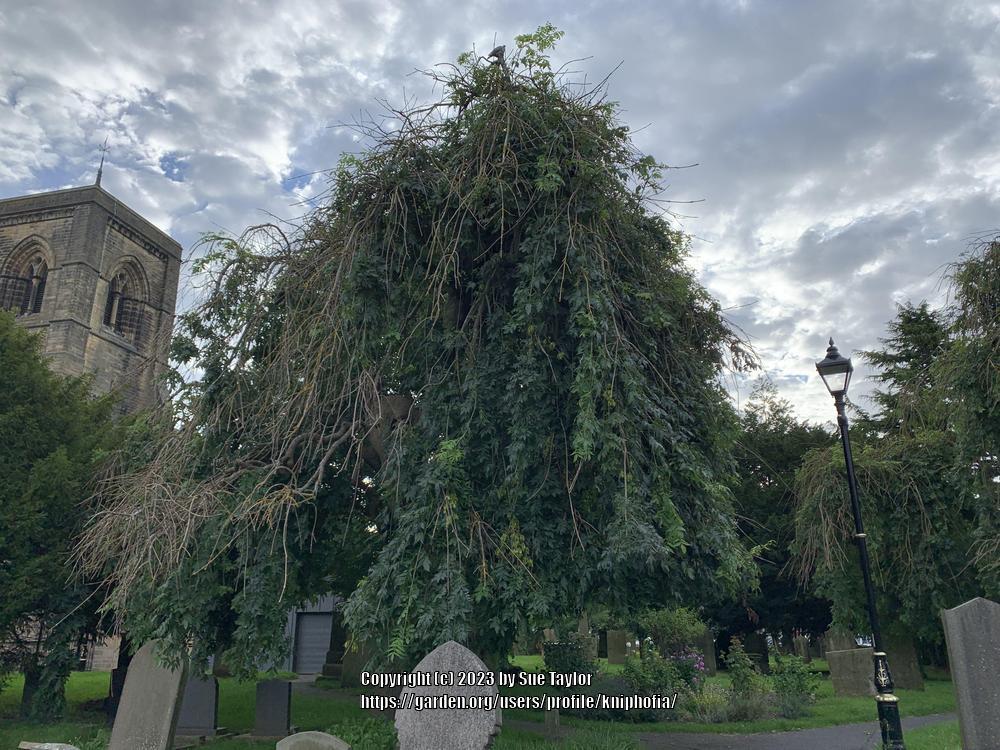 Photo of the entire plant of Weeping European Ash (Fraxinus excelsior ...