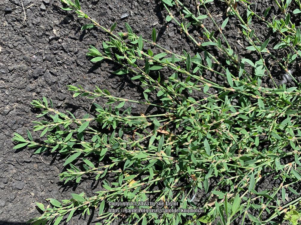 Prostrate Knotweed (Polygonum aviculare) - Garden.org