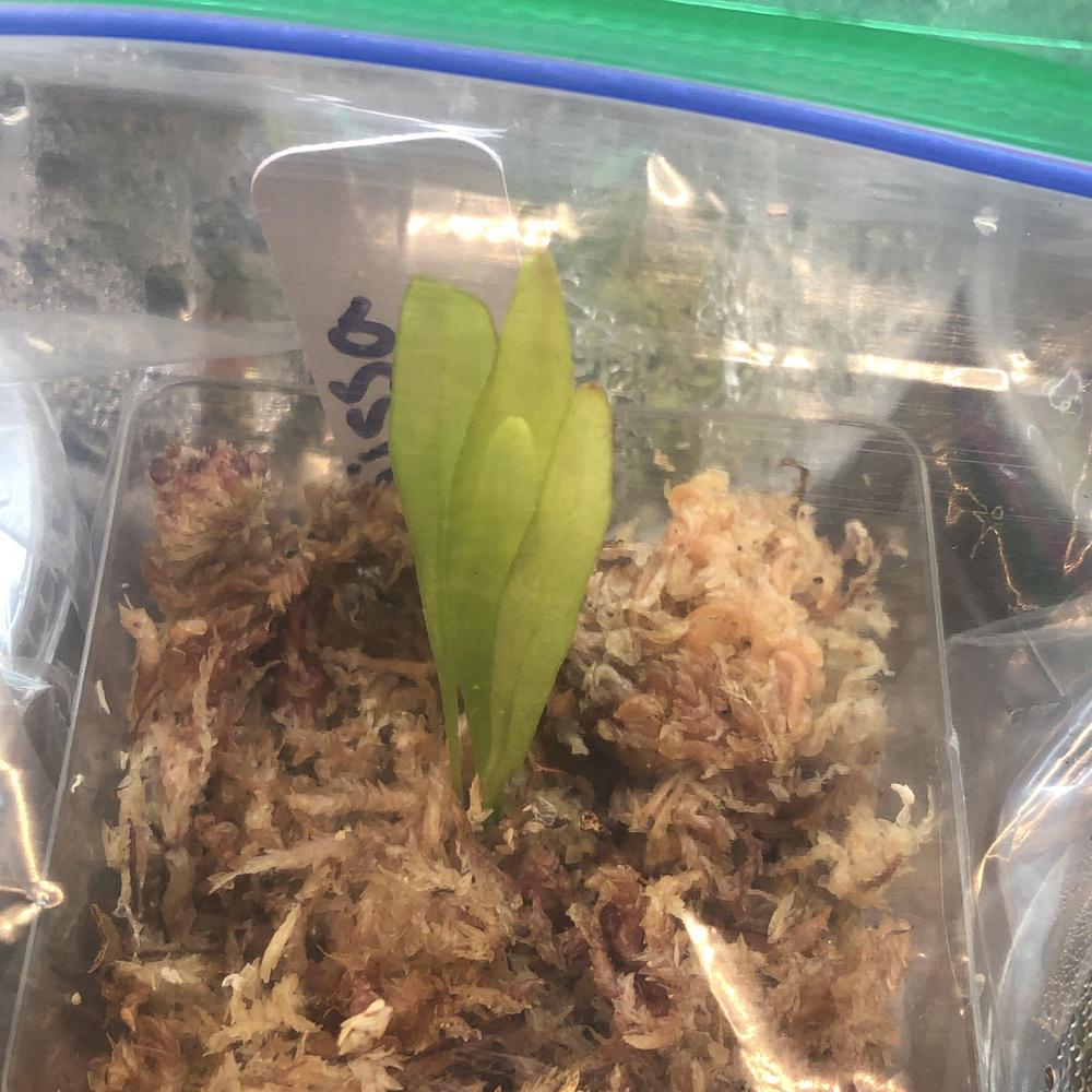 Photo of the entire plant of Utricularia praetermissa posted by sedumzz ...