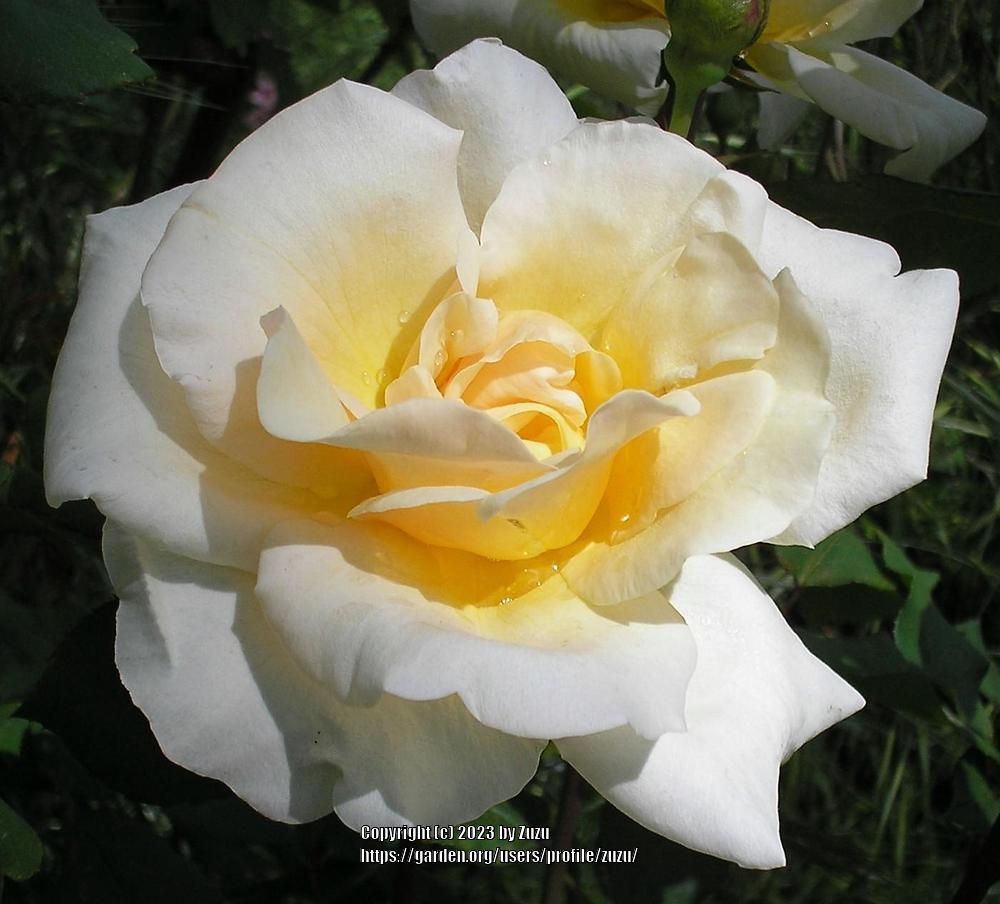 Rose (Rosa 'Bishop Darlington') in the Roses Database - Garden.org