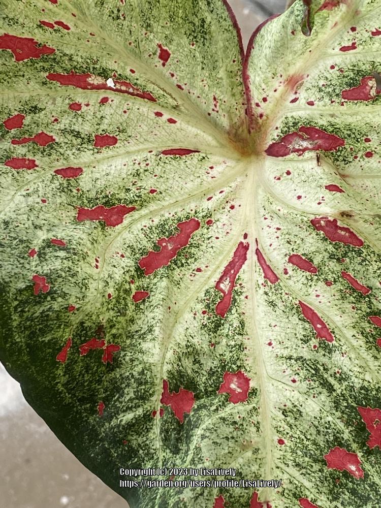Gingerland Caladium in Gingerland Caladium - Garden.org