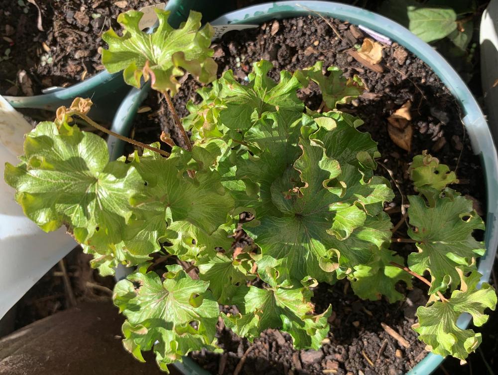 Photo of the leaves of English Ivy (Hedera helix 'Fluffy Ruffles ...