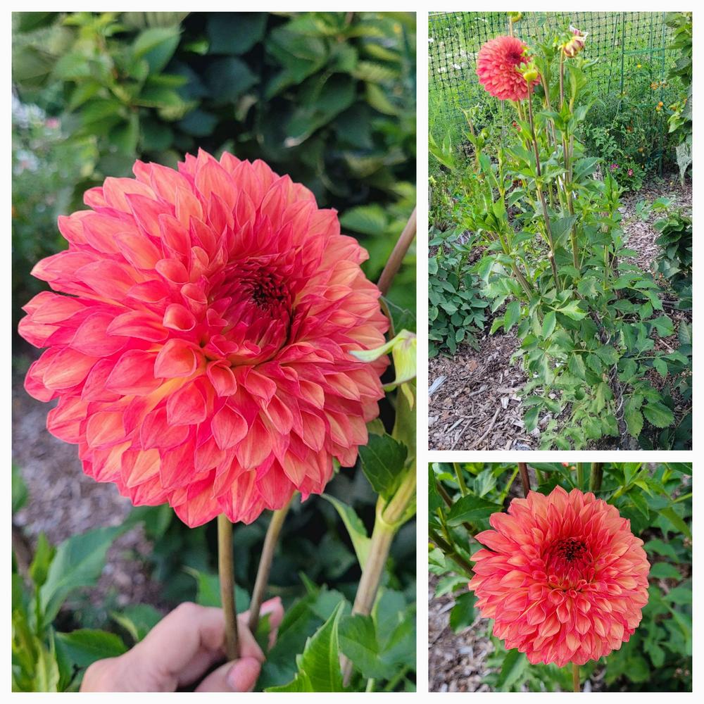 Photo of the entire plant of Dahlia 'Verrone's Sandra J' posted by ...