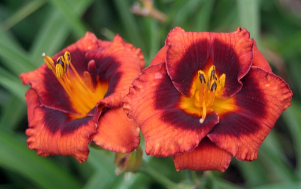 Photo of the bloom of Daylily (Hemerocallis 'Madeline Nettles Eyes') posted by floota - Garden.org