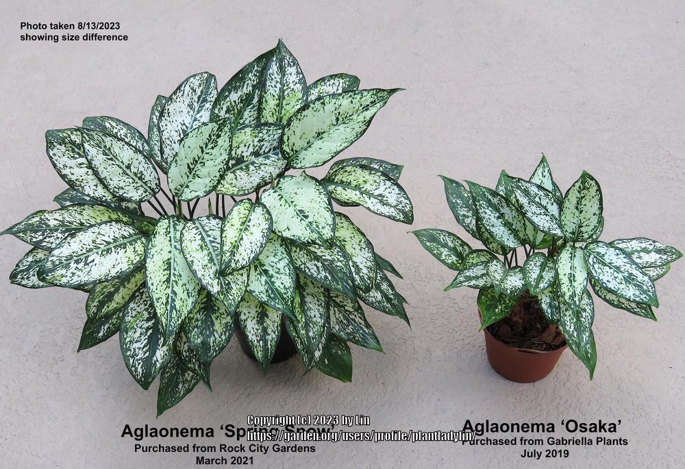 Photo of the entire plant of Aglaonemas (Aglaonema) posted by ...