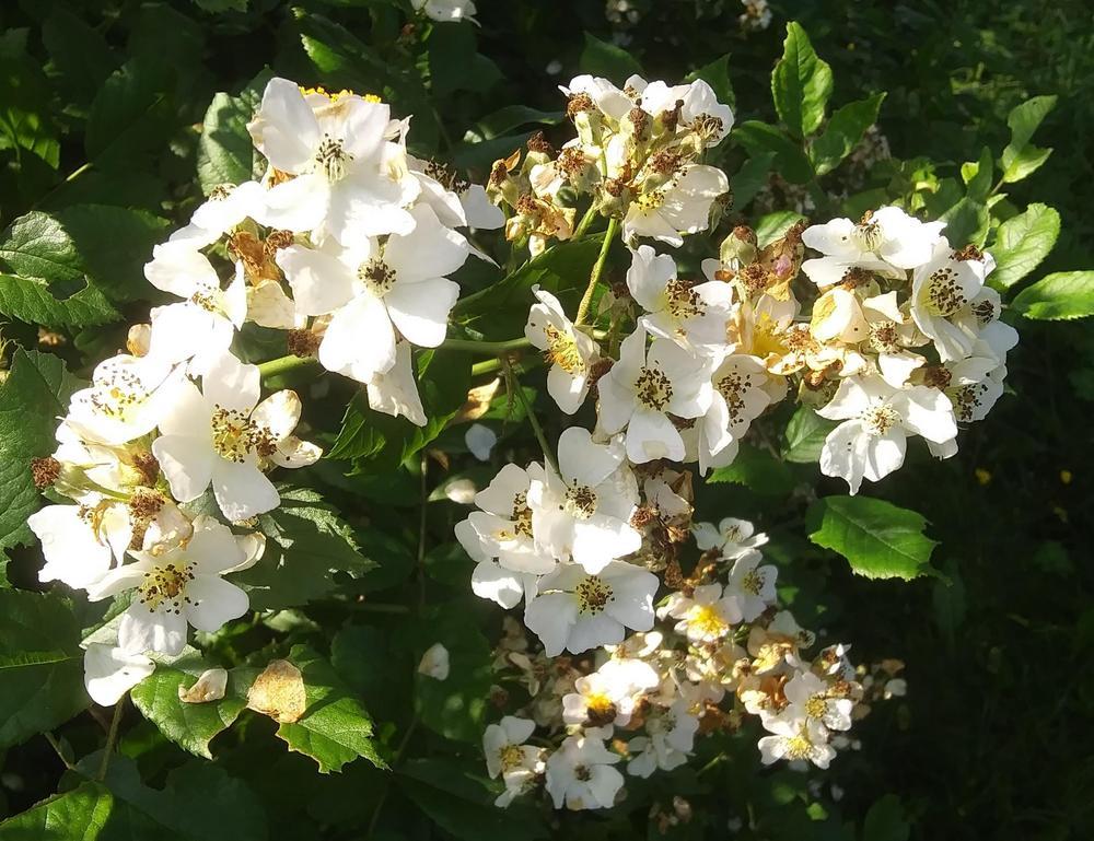 Rosa multiflora? in the Plant ID forum - Garden.org