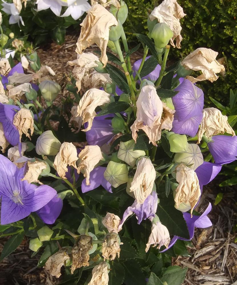 Photo of the seed pods or heads of Balloon Flower (Platycodon ...