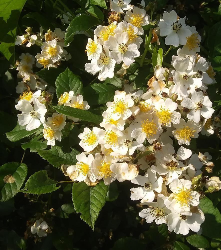 Rosa multiflora? in the Plant ID forum - Garden.org
