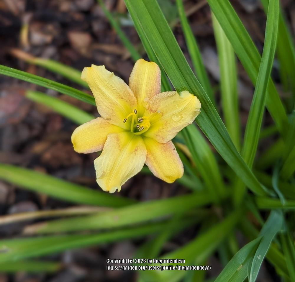 Daylily (Hemerocallis 'Mini Minx') in the Daylilies Database - Garden.org