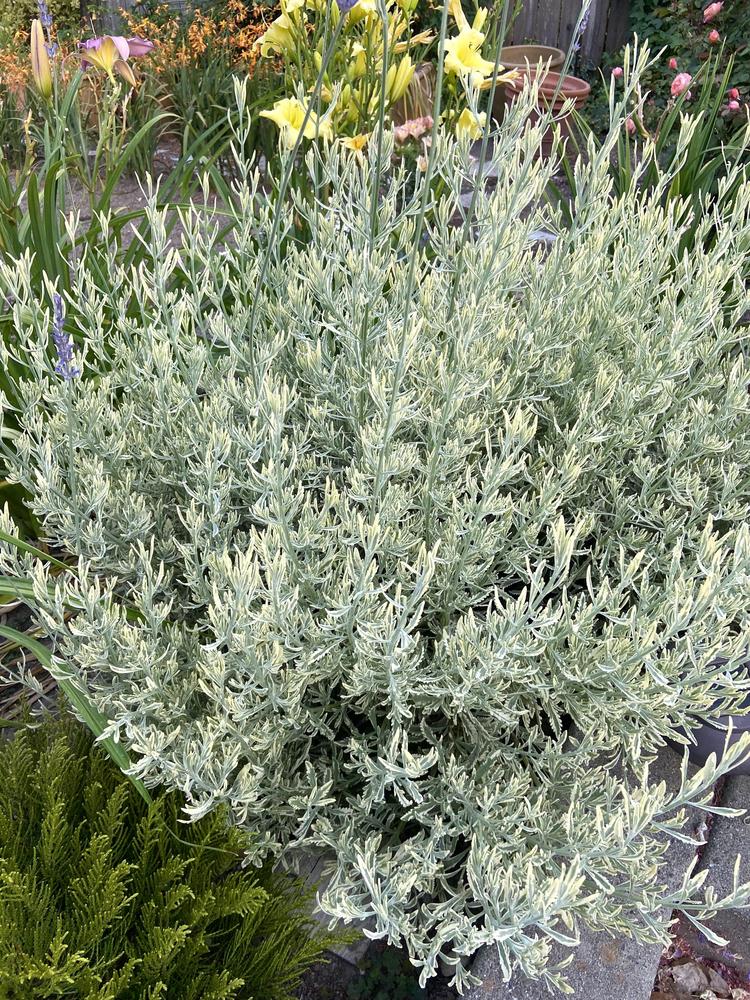 Photo of the entire plant of Lavender (Lavandula x heterophylla 'Meerlo ...