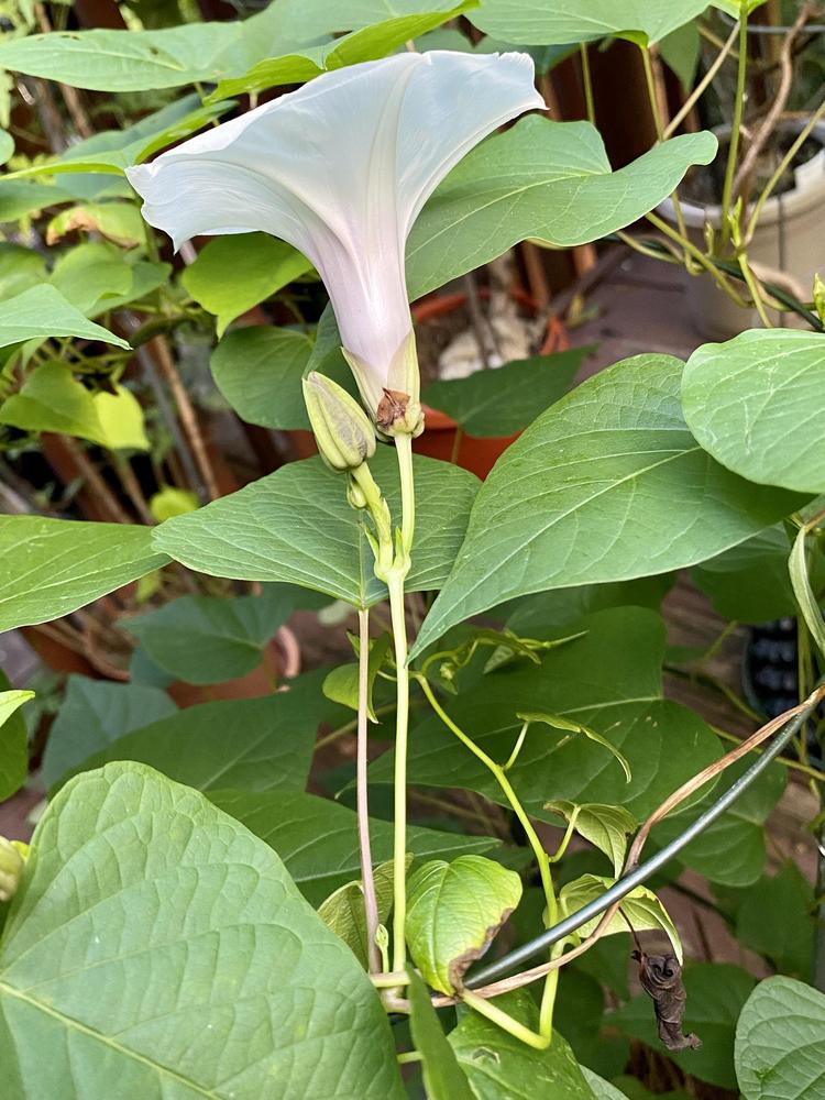 Photo of the closeup of buds, sepals and receptacles of Man of the ...