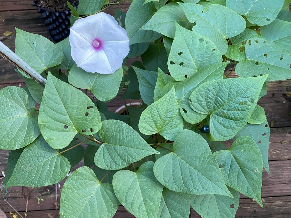 Photo of the entire plant of Man of the earth (Ipomoea pandurata ...