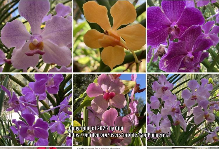 Photo of the bloom of Orchid (Papilionanda) posted by GigiPlumeria ...