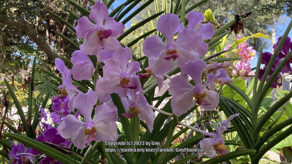 Photo of the bloom of Orchid (Papilionanda) posted by GigiPlumeria ...