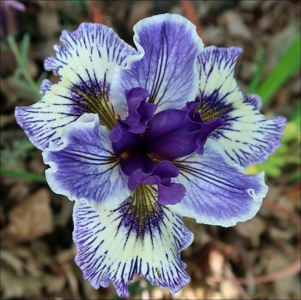 Photo of the bloom of Pacific Coast Iris (Iris 'Rough Seas') posted by ...