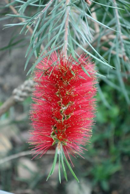 Photo of the bloom of Melaleuca rugulosa posted by RuuddeBlock - Garden.org