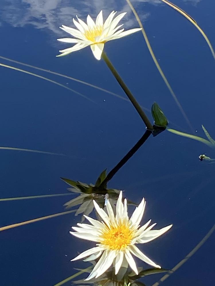 Photo of the bloom of Tropical Day Blooming Water Lily (Nymphaea 'Mrs ...