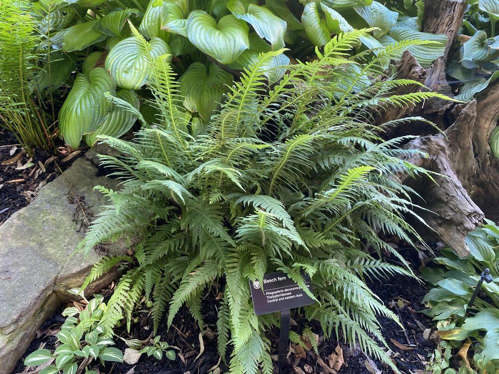 Japanese Beech Fern (Phegopteris decursive-pinnata) - Garden.org