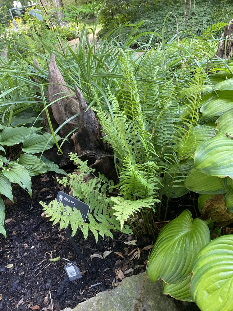 Photo of the entire plant of Glade fern (Diplazium pycnocarpon) posted ...