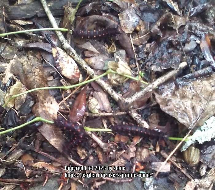 Pipevine cats in the Gardening for Butterflies, Birds and Bees forum ...