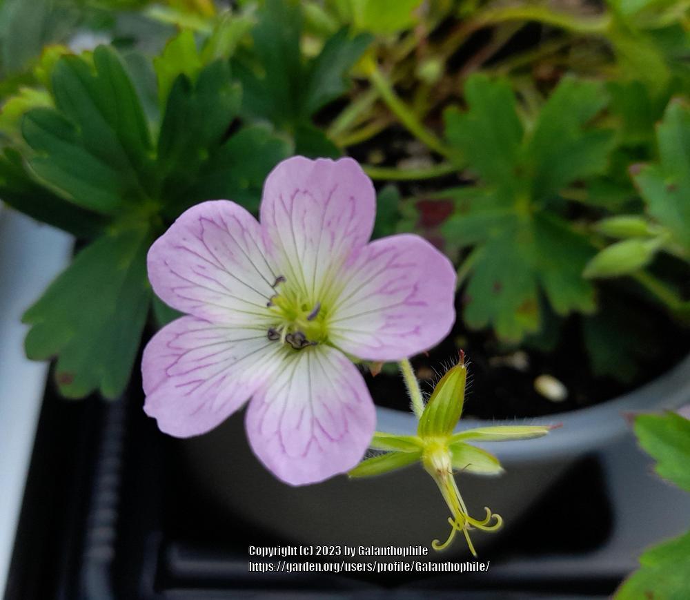 Photo of the bloom of Geranium (Geranium yoshinoi 'Confetti') posted by ...