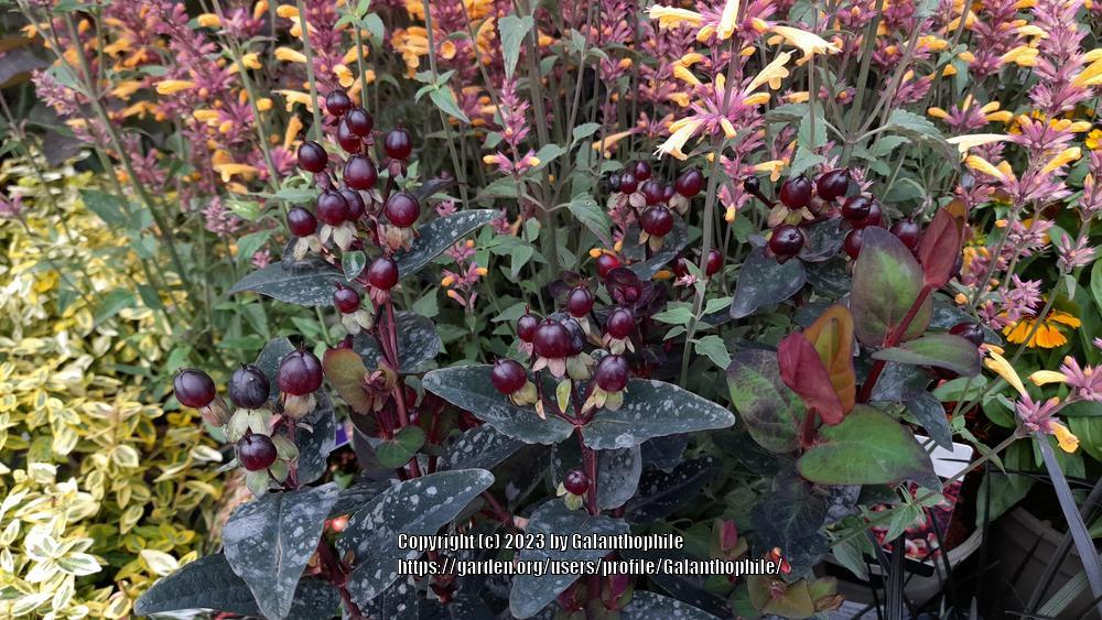 Photo of the fruit of Tall Tutsan (Hypericum x inodorum Miracle® Night) posted by Galanthophile ...