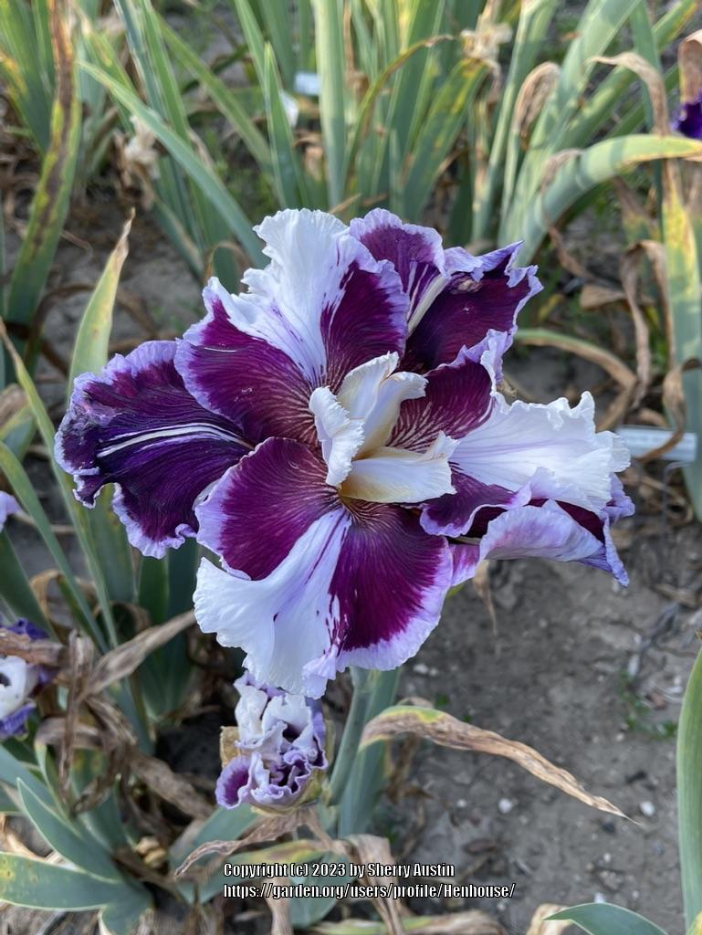 Flatties in the Irises forum - Garden.org