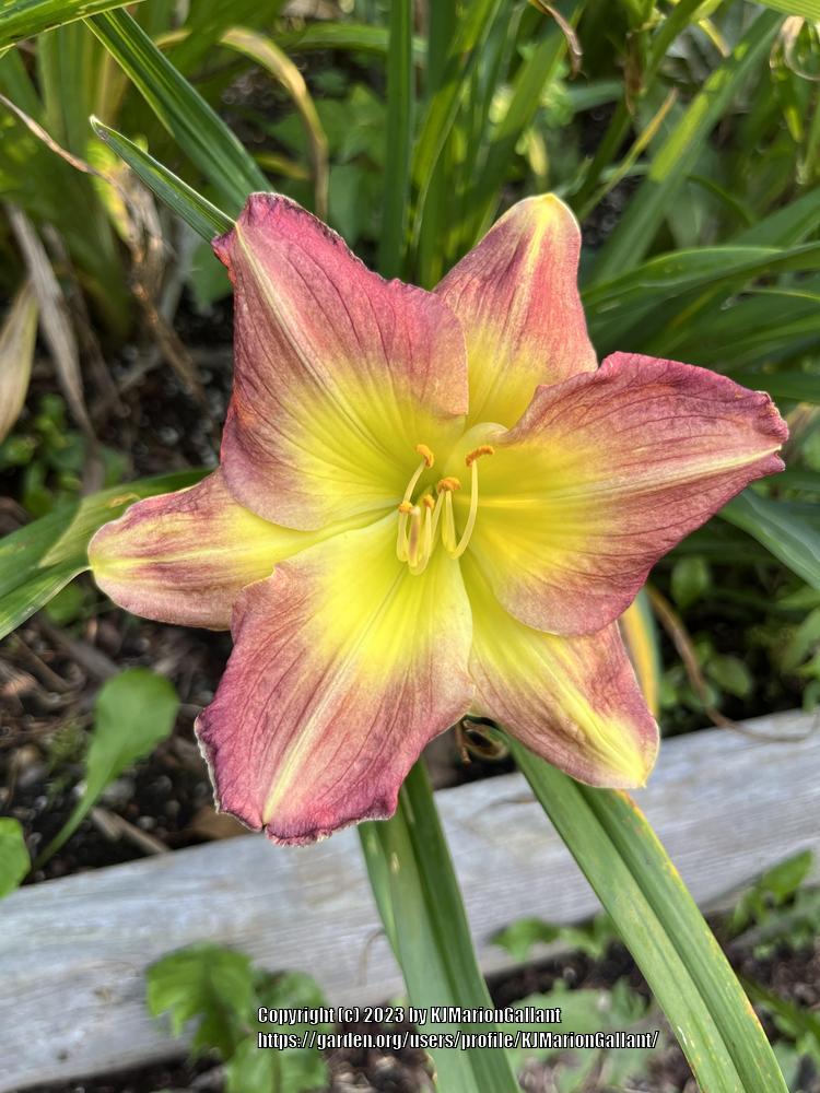 Photo of the bloom of Daylily (Hemerocallis 'Dancing Penny') posted by ...