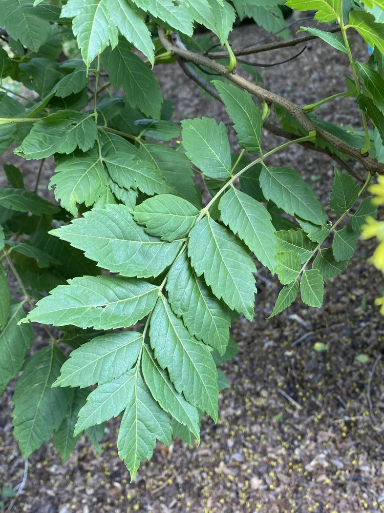 Photo of the leaves of Golden Rain Tree (Koelreuteria paniculata ...