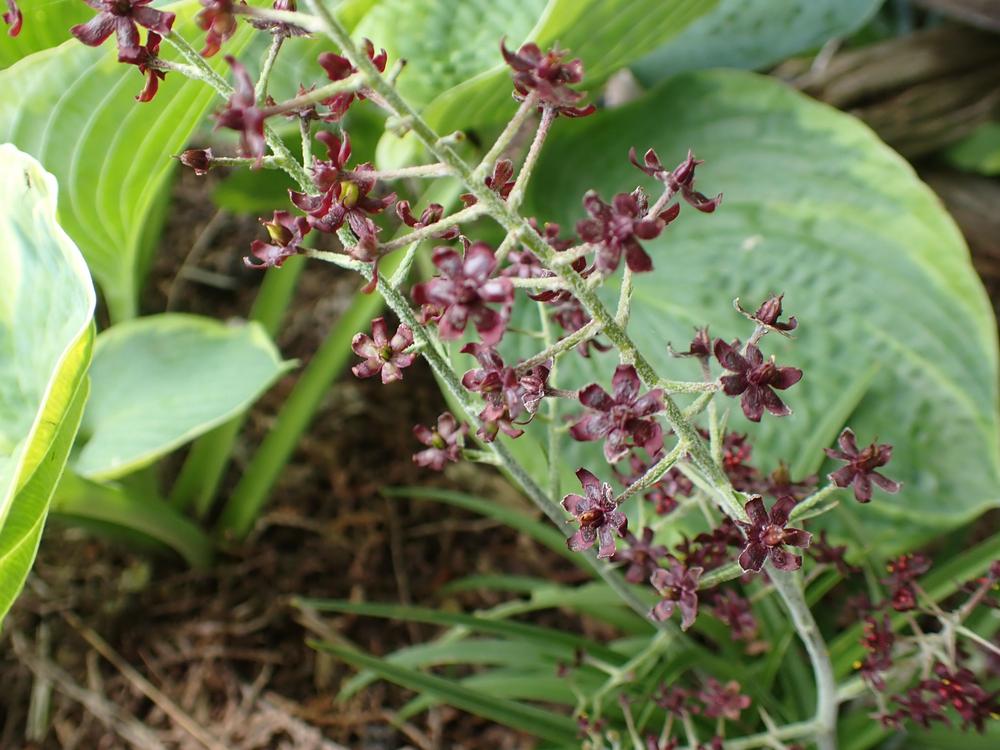 Photo of the bloom of Veratrum (Veratrum formosanum) posted by Vals ...