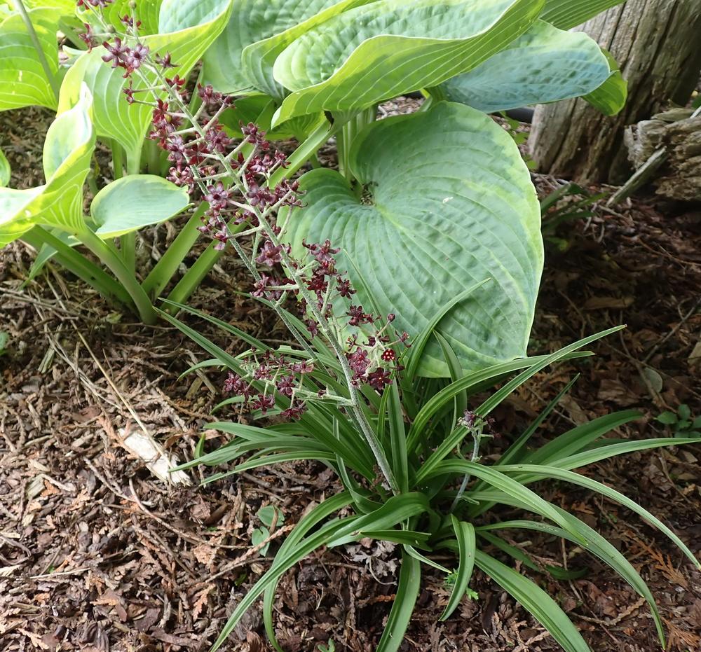 Photo of the entire plant of Veratrum (Veratrum formosanum) posted by ...