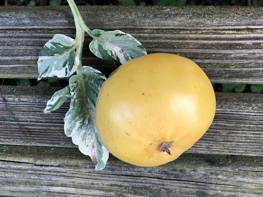 Photo of the fruit of Tomato (Solanum lycopersicum 'Dwarf Elsie's Fancy ...