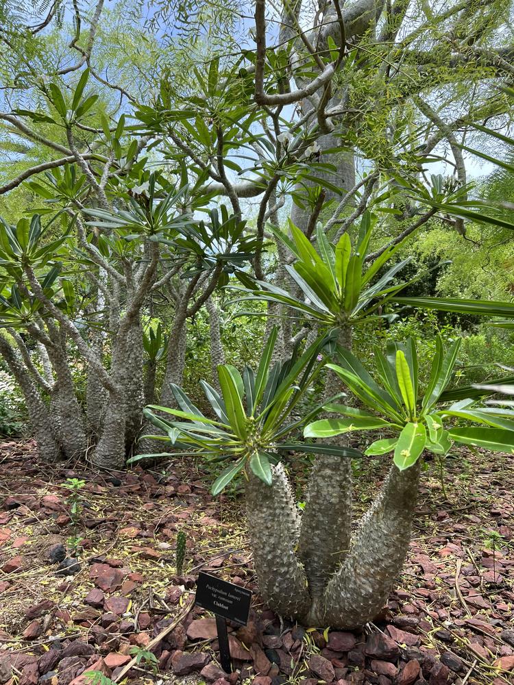 Photo of the entire plant of Branched Madagascar Palm (Pachypodium ...