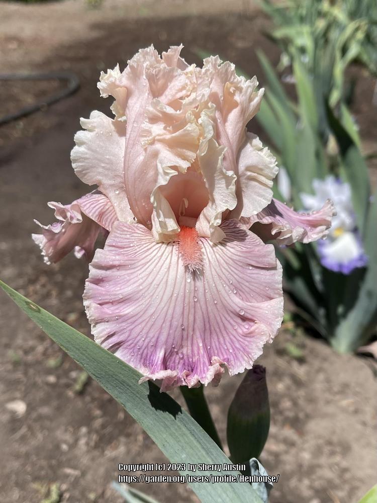 Photo of the bloom of Tall Bearded Iris (Iris 'Cross My Heart') posted ...