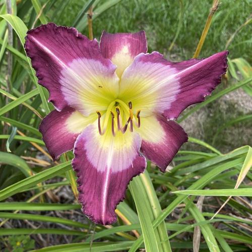 August 2023 Seedlings in the Daylilies forum - Garden.org