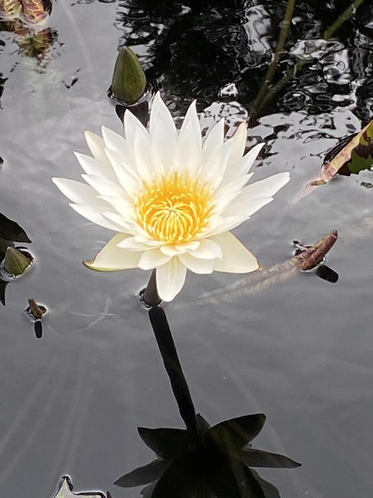 Photo of the bloom of Nymphaea 'Innocence' posted by SL_gardener ...