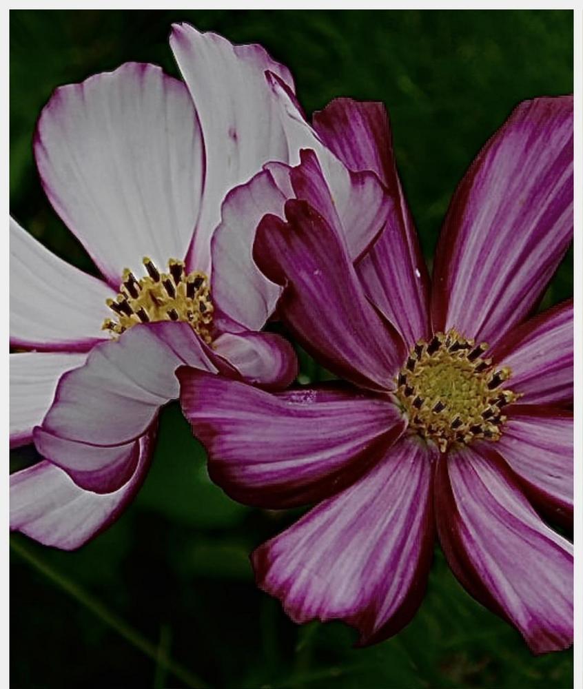 Cosmos (Cosmos bipinnatus 'Candy Stripe') in the Cosmos Database ...