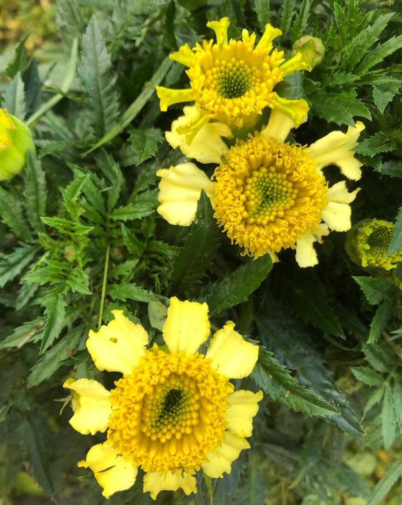 Marigold (Tagetes erecta 'Daisy Wheel Lemon') - Garden.org